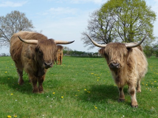 Bovin - annonces - Agriaffaires